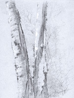 Toffee ja koivunkuori – Varjorikko